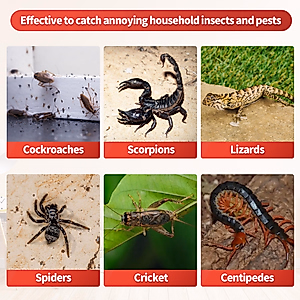 LULUCATCH Spider & Insect Glue Traps,12 Pack Pre-baited Sticky Glue Boards, Foldable Non-Toxic Bulk Spider Cricket Traps, Adhesive Bug Catcher Traps Indoor for Cockroach, Scorpions, Flea, Centipedes