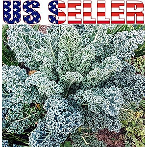 1000+ Kale Mixed Seeds, This is a Mix!!! Dwarf Blue Curled, Lacinato Dinosaur, Siberian Dwarf, Russian Red, Heirloom Non-GMO USA Grown