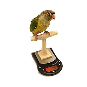 Mini NU Perch Parakeet Training Scale - Small Parrots & Parakeets