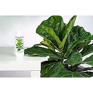 Fiddle Leaf Fig Tree Fertilizer | Ficus Plant Food | Improves Leaves and Branches | Potted Indoor Trees and House Plants Treatment by Aquatic Arts