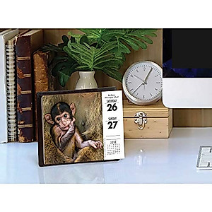 Baby Animals 2021 Box Calendar