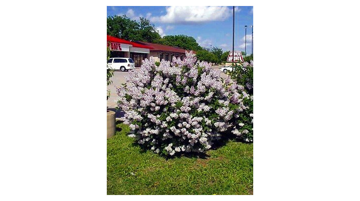 Miss Kim Manchurian Dwarf Lilac - Perfect for Small Spaces