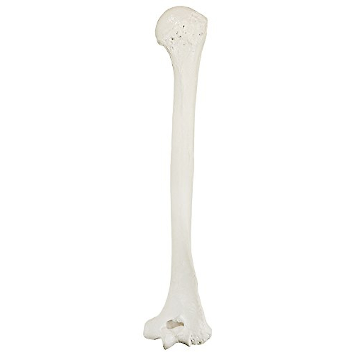 Axis Scientific Humerus Bone Model | Right | Cast from a Real Human Humerus Bone l Upper Arm Bone Model Has Realistic Texture and Important Bony Landmarks | Includes Product Manual