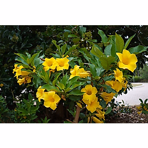 Yellow Flowering Allamanda Bush | 3 Live Plants | Allamanda Schottii | Beautiful Indoor and Outdoor Blooming Shrub