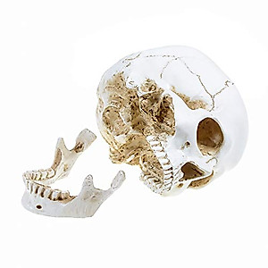 Ocean Aquarius Large Size Skull Model Human Medical Anatomical Adult Head Bone for Education