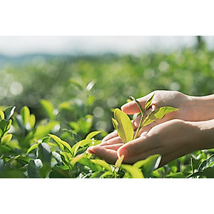 Iced Tea Unsweetened Real Brewed Tea, Caffeinated, All Natural Drinks, No Artificial Flavors or Colors, 16 Oz (12 Pack) by Southern Sweet Tea Company