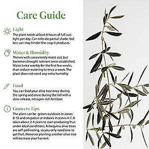 American Plant Exchange Arbequina Olive Tree, 6-Inch Pot, 2.5ft Tall, Self-Pollinating, Live Fruiting Indoor & Outdoor Houseplant, Perfect for Home & Office
