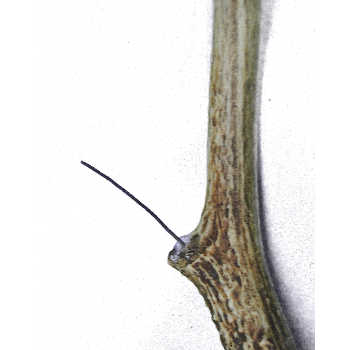 Pro Size Antler Art Crafting Epoxy Kit - Repair Horns Antlers Skulls Teeth Claws - 3 lb. Jumbo KIT -Great for Antler Lighting, Furniture, Collectibles, Antler Christmas Tree, Wreaths and More!