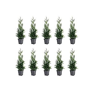 Thuja Arborvitae Green Giant - 10 Live Quart Size Plants - Evergreen Privacy Trees