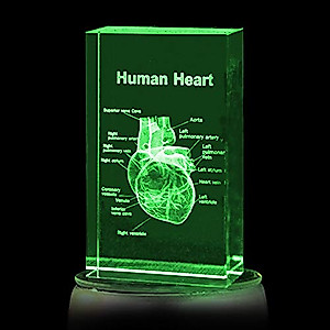 3D Human Heart Anatomical Model Paperweight with Laser Engraved High Definition Structure Made of Optical Crystal Glass Cube as Teaching Tool or Science Gift (No Included LED Base)(5x5x7.5 cm)