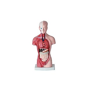 Human Torso Anatomical Skeleton 26cm Life Size Model Internal Organs Removable Health Demonstrations