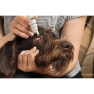 LumenPro Pet Eye Drops - Advanced Vision Support Eye Drops for Dogs with Cataracts - Lanosterol Eye Drops with Antioxidants +NAC Solution - Cataract Drops for Dogs, Cats, Horses, Rabbit (10ml)