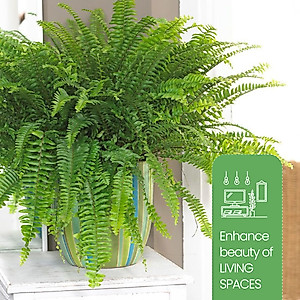 American Plant Exchange Kimberly Queen Fern Indoor/Outdoor Air Purifier Live, 3 Gallon, 1.5Ft Plant Height