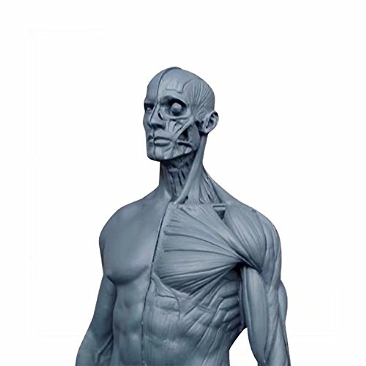 BoNew-Oral 30CM Human Anatomical Anatomy Skull Head Body Muscle Bone Resin Model