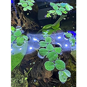 24 Water Spangles (Salvinia Minima), Live Aquarium/Aquatic/Floating/Pond/Beginner Plant NO Snail by TMD Fishkeeping