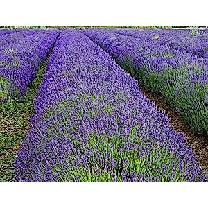 MOKALALA 50 Pcs Sage Seeds | Non-GMO | "Sapphire Blue" (Salvia farinacea) Seeds for Planting Home Garden