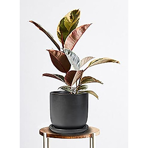 Serene Spaces Living Large Classy Matte Black Ceramic Pot with Drainage Holes and Saucer for Plants and Flowers, Decorative Outdoor/Indoor Planters, Measures 6" Diameter & 5.75" Tall
