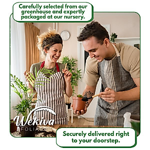 Banana Tree - Live Plant in a 4 Inch Growers Pot - Grower's Choice Based Availability - Edible Fruit Bearing Tree for The Patio and Garden