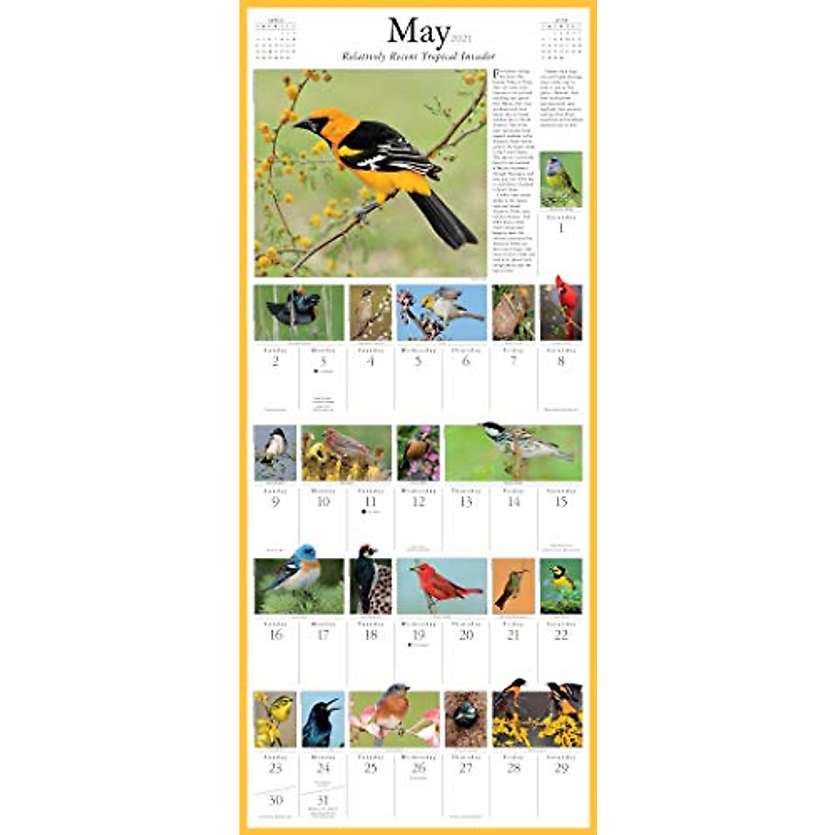 Audubon Songbirds and Other Backyard Birds Picture-A-Day Wall Calendar 2021