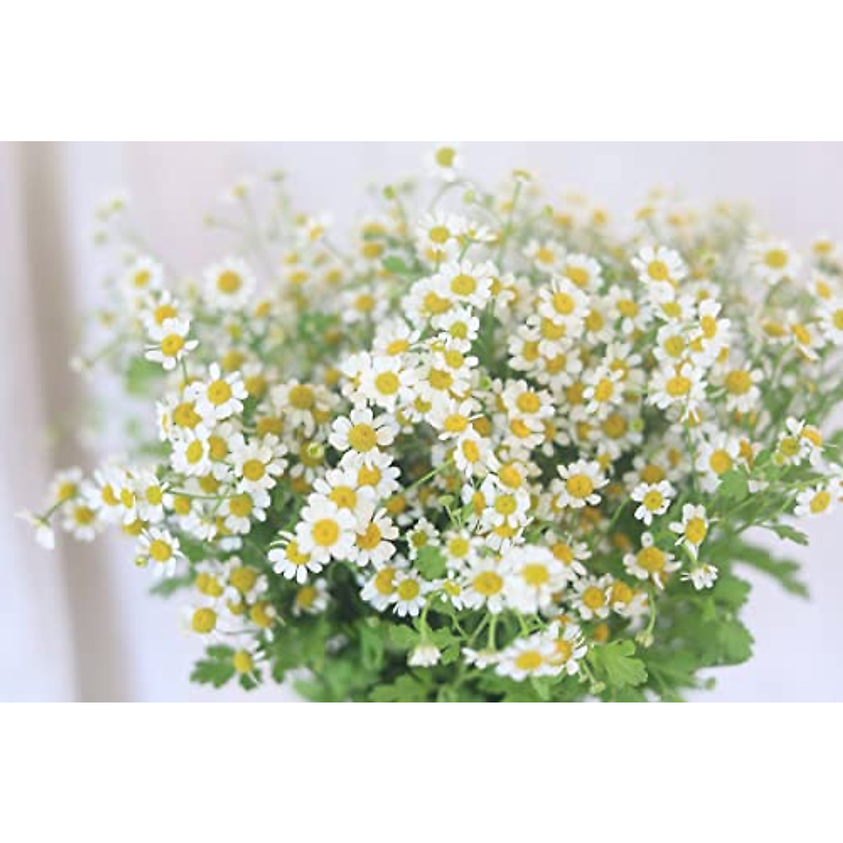Gaea's Blessing Seeds - Feverfew Seeds - Non-GMO Seeds with Easy to Follow Planting Instructions - Open-Pollinated High Yield Heirloom 91% Germination Rate