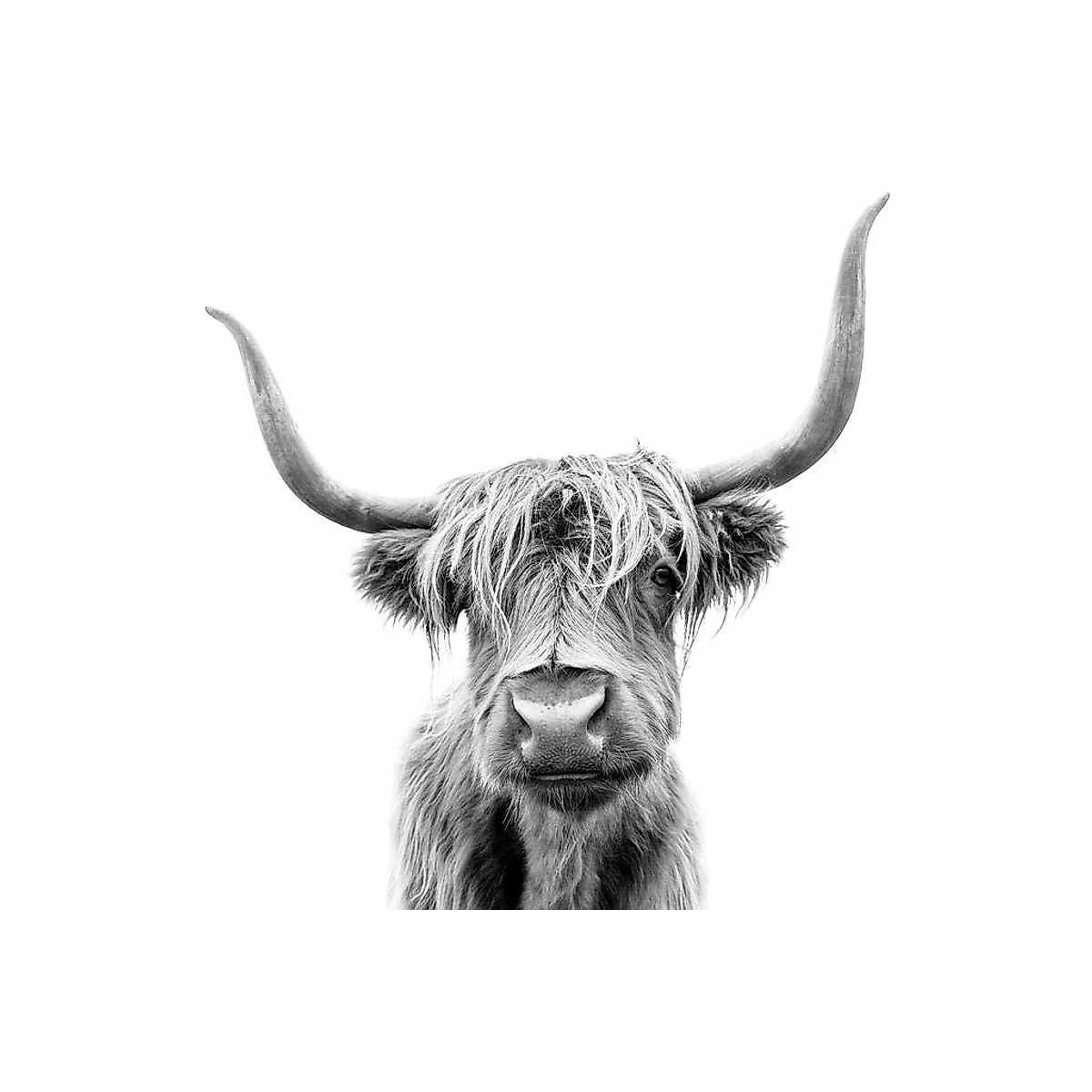Highland Long Haired Cow Scotland Horns Close Up Face Portrait Animal Black White Photo Cool Wall Art Print Poster 16x24