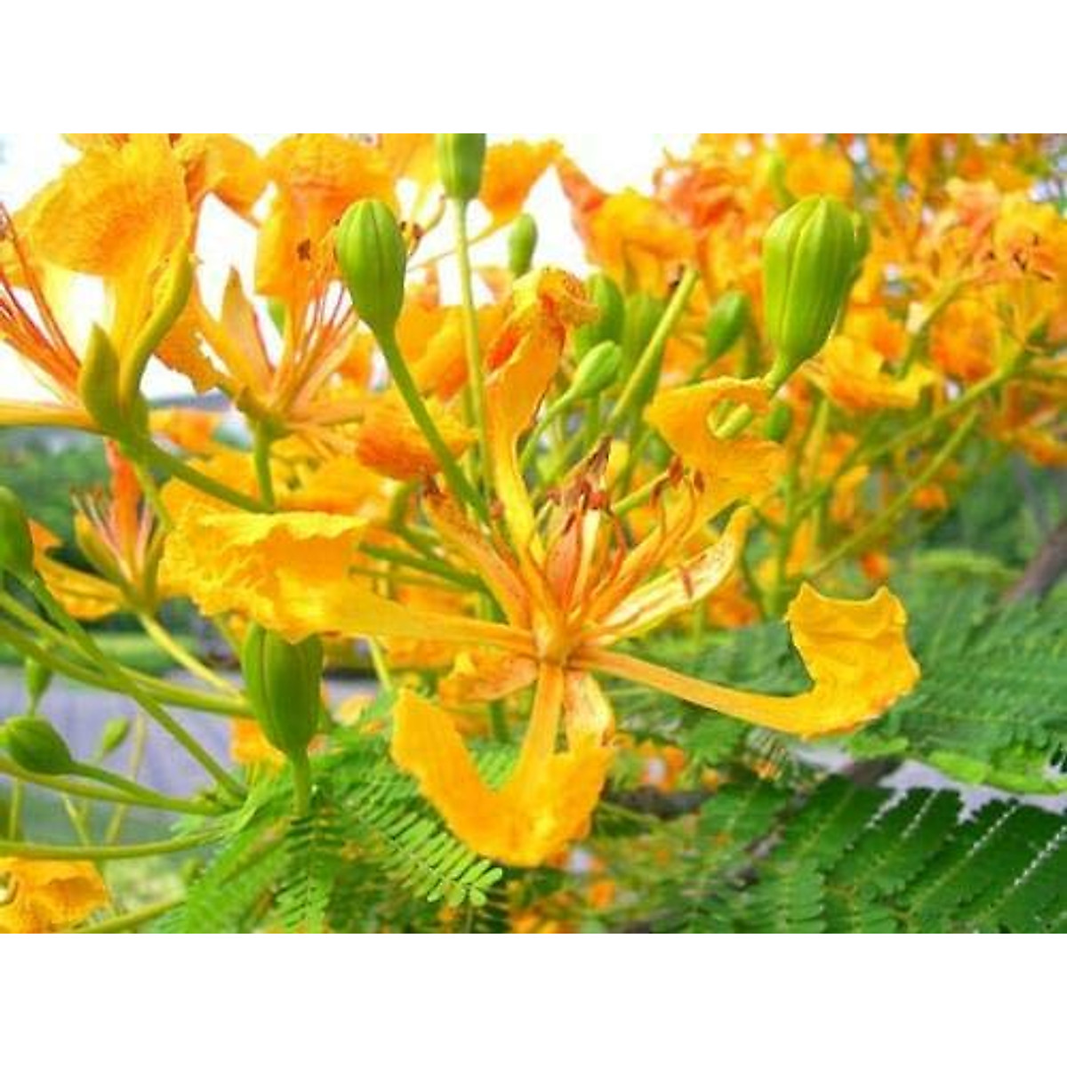Succulent Seeds - DELONIX REGIA Yellow FLAMBOYAN Royal Poinciana Rare ...