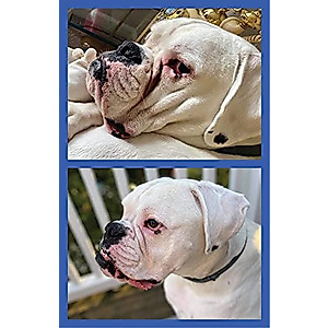 Squishface Flexible Silicone Dog Wrinkle Paste Applicator - Gentle Paste Application - Softer, Cleaner Way to Apply Wrinkle Paste & Tear Stain Paste to Your Dog's Face - for Every Product & Breed!