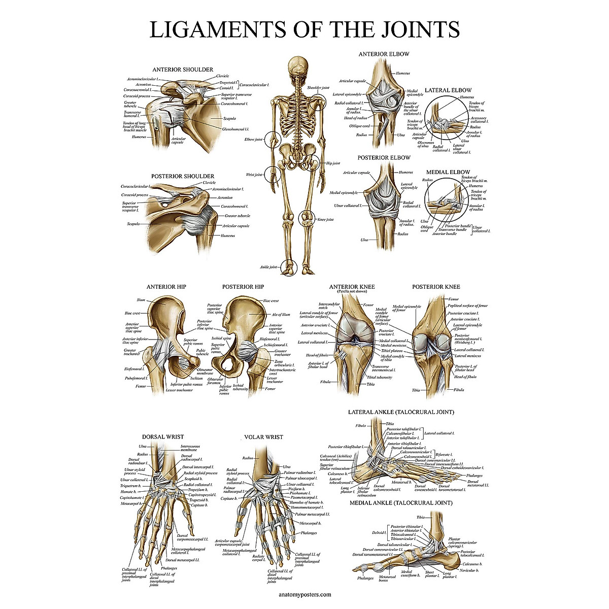 Palace Learning 4 Pack - Anatomical Poster Set - Laminated - Muscular, Skeletal, Ligaments of the Joints, Nervous System - Anatomy Chart Set (LAMINATED, 18” x 24”)