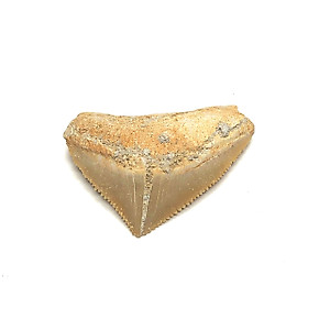 Zentron Crystal Collection Corax Shark Teeth Squalicorax Fossil Tooth 1" (10)