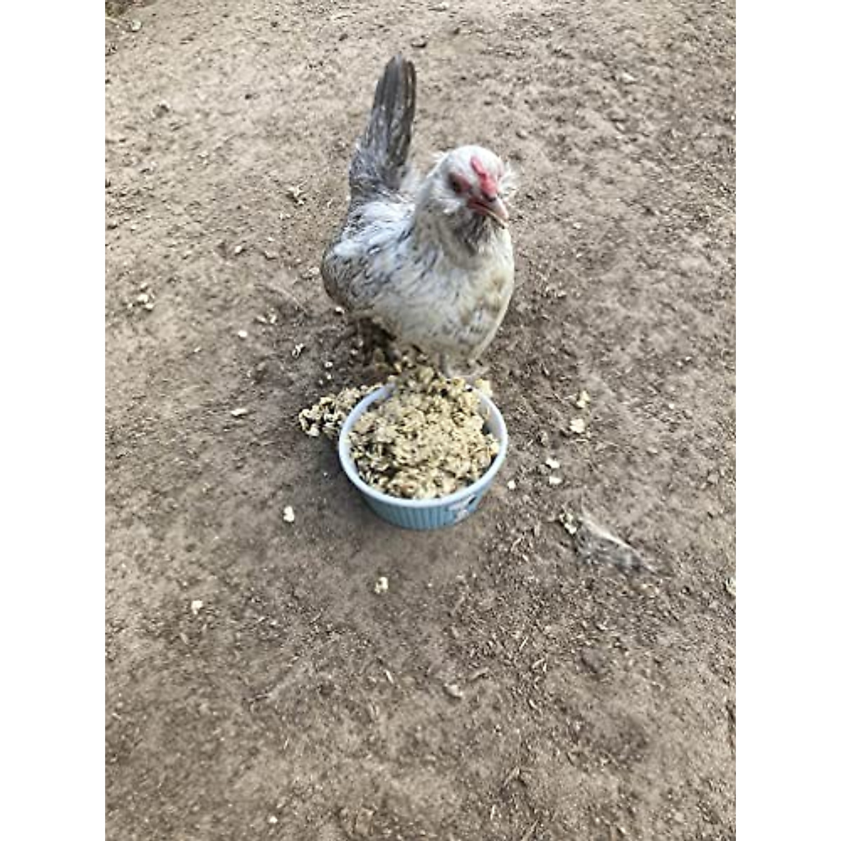 USA Black Soldier Fly Grub, Oatmeal, & Herb Chicken Scratch Treat for Backyard Hens: Non-GMO, Healthy Backyard Chicken Feed and Supplies, Cold Winter Nights (4 pounds)