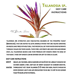 Small Air Plants - 3 Ionantha Fuego - 1 to 2 Inch Air Plant - Color & Form Varies by Season - 30 Day Guarantee on Tillandsia from The Drunken Gnome (3, One Size 1-2")
