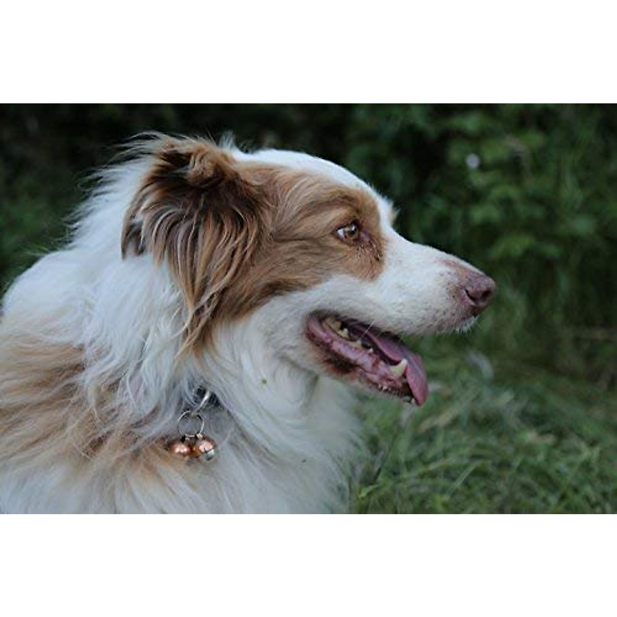 2 Extra Loud Cat & Dog Bells | Pet Tracker | Save Birds & Wildlife | Luxury Handmade Copper | Beau's Bells (Medium)