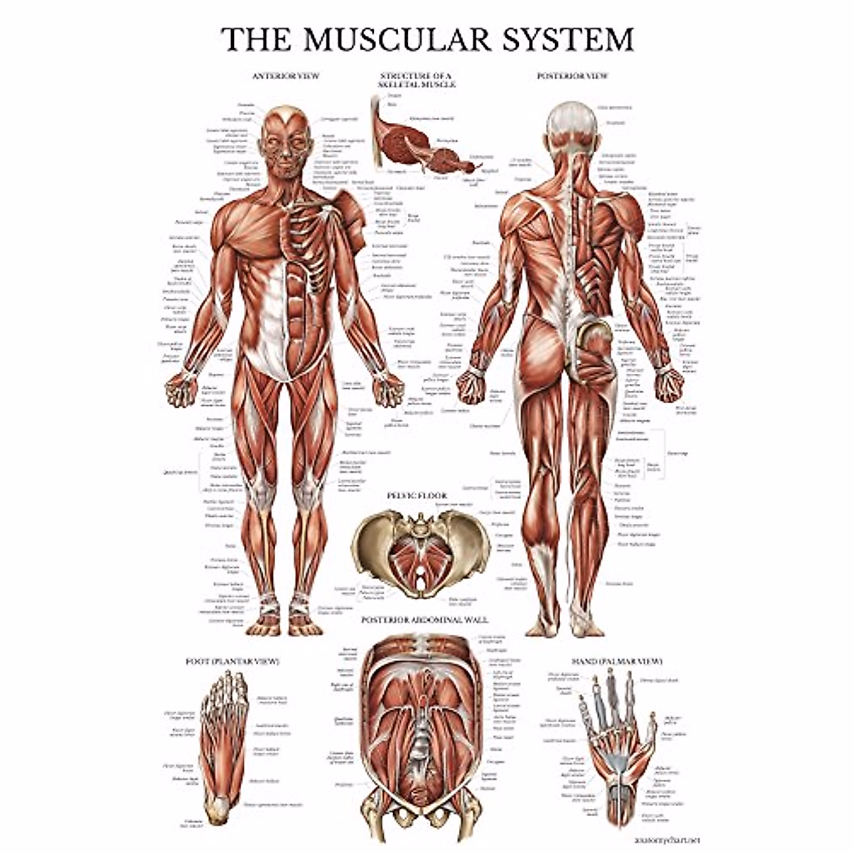 Palace Learning 3 Pack - Muscle + Skeleton + Ligaments of the Joints Anatomy Poster Set - Muscular and Skeletal System Anatomical Charts - Laminated 18" x 24"