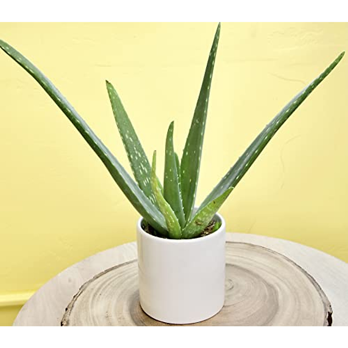 Aloe Vera Plant Live Succulent Plants, Live Aloe Vera Plant Succulents, Live Aloe Plant in Aloe Plant Pot, Aloe Plants Live Indoor Plants, Live Aloe Vera Plant Indoor House Plants by Plants for Pets