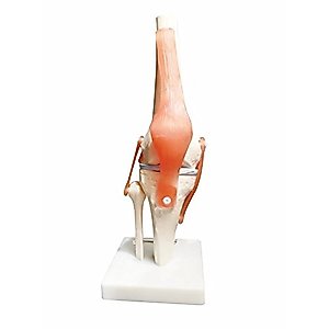 BoNew Life Size Knee Joint Anatomical Model Skeleton - Human Medical Anatomy
