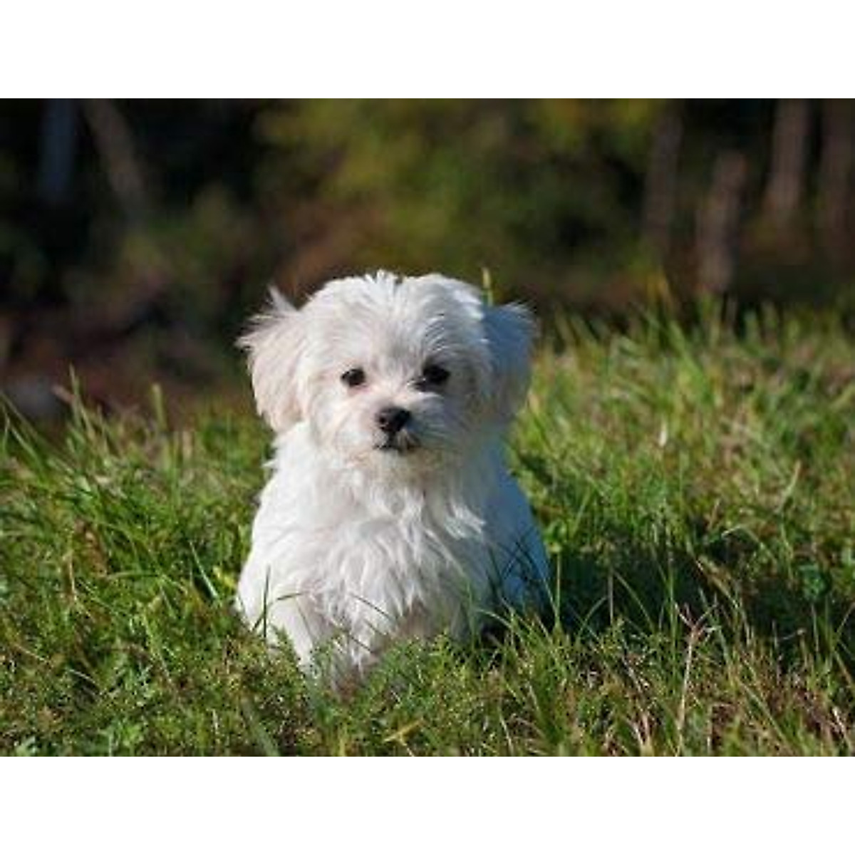 MY LUCKY PETS LLC Dog Skin Health - Dog Healthy Hair and Coat - Shinny Coat - Skin Health - Immune Support - Nail Health - Dog Mineral Supplement - 120 Treats (2 Bottles)