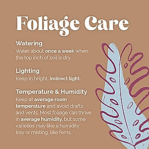 Plants & Blooms Shop Live Pink Bromeliad for Indoors, Valentine's Day Plant Decoration, Bright Pink Gift, Bright Love Planter