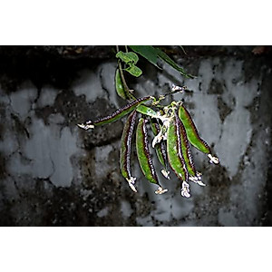 Jackson Wonder Lima Bush Bean Seeds for Planting, 50+ Heirloom Seeds Per Packet, (Isla's Garden Seeds), Non GMO Seeds, Botanical Name: Phaseolus lunatus, Great Home Garden Gift