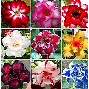 RAW WATTS 30 Seeds of Desert Rose Seeds - Mixed Color Adenium Obesum Seeds to Grow - NonGMO - Drawf Plant Seeds for Planting Bonsai