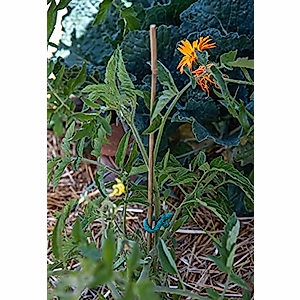 Twigs GA - SUPER Sof-T-Tie. (Single Pack) Soft, Foam Covered Wire for Plant Support. Great Tomato Ties , Grape Ties. Any Fast Growing, Fragile Plant in the Garden Ties.