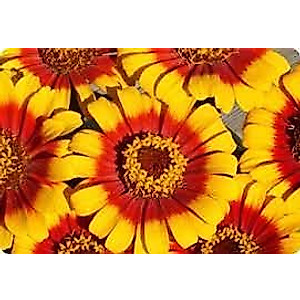 "South of The Border Mix" Zinnia Seeds for Planting, 200+ Flower Seeds Per Packet, (Isla's Garden Seeds), Non GMO & Heirloom Seeds, Botanical Name: Zinnia elegans, Great Home Garden Gift