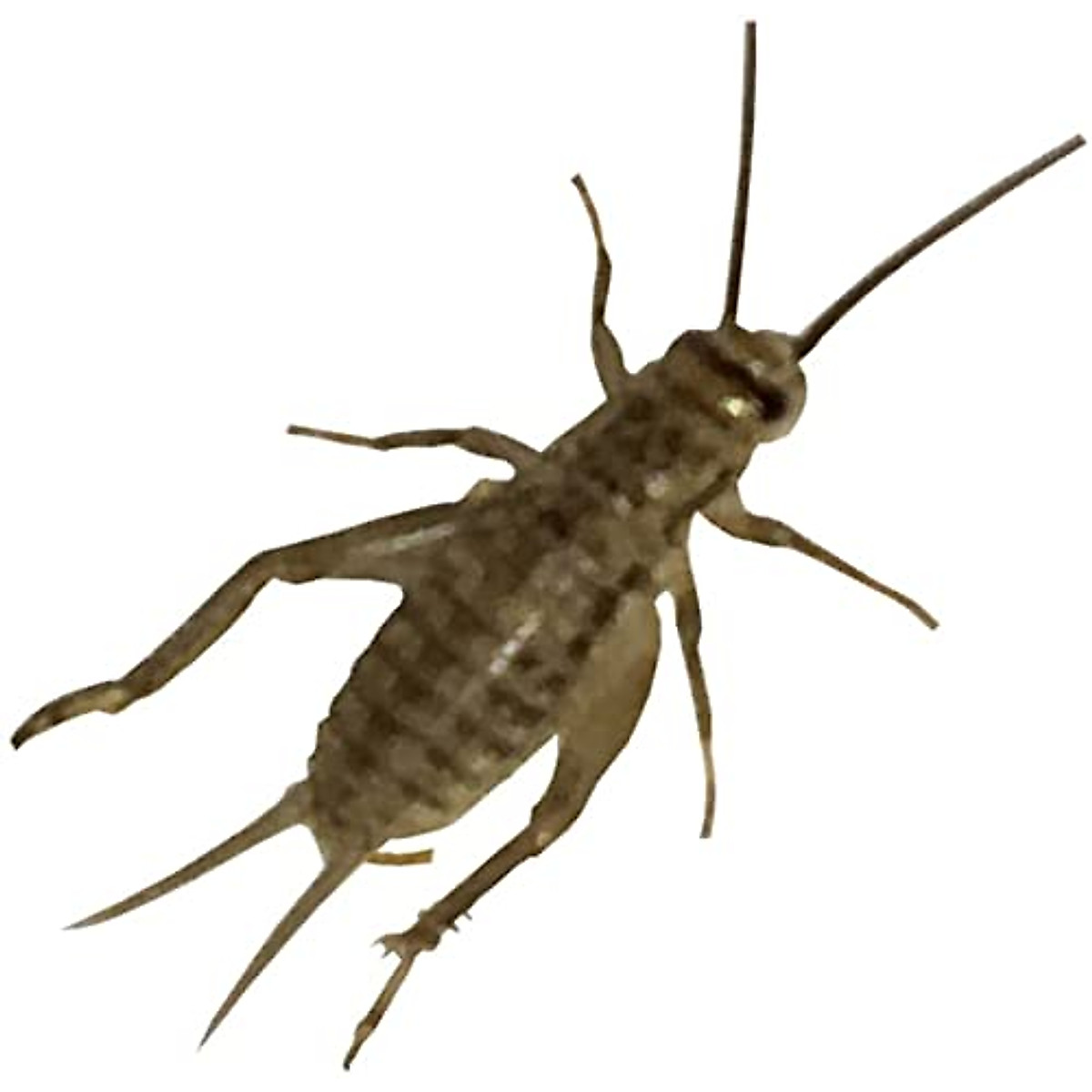 BuyFeederCrickets 100 Live Acheta Crickets (Small (1/4"))