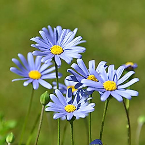Blue Daisy Seeds Felicia Amelloides Perennial Drought Tolerant Showy Attract Butterflies Low Maintenance Bed Border Edging Patio Container Outdoor 50Pcs Flower Seesd by YEGAOL Garden