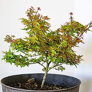 Perfect Plants Liquid Bonsai Fertilizer | 8oz. of Premium Concentrated Indoor and Outdoor Bonsai Fertilizer | Use with All Bonsai Varieties | Trees in Pots