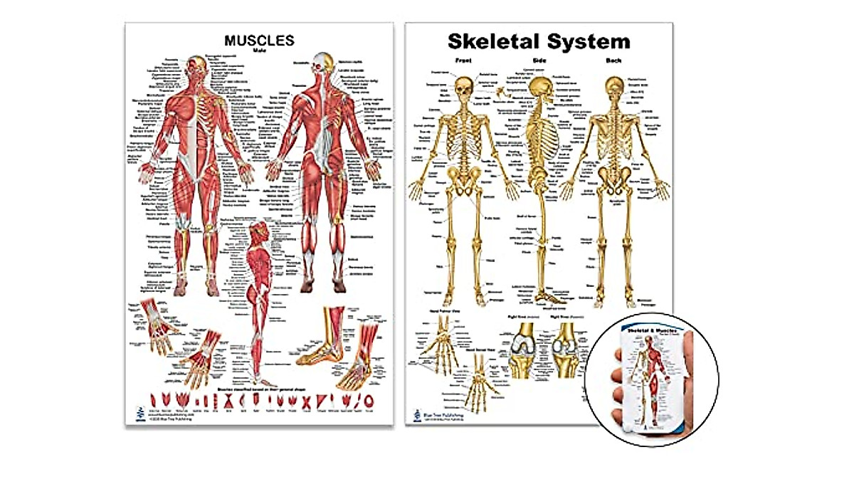 Skeletal & Muscle Poster Set - Human Anatomy Charts for Education