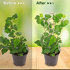 2 Pieces Wooden Small Indoor Trellis Plant Trellis for Climbing Plants Hexagon Trellis for Potted Plants Trellis Vine Supports Garden Trellises with 10 Pieces Black Cable Ties for Plant (Honeycomb)