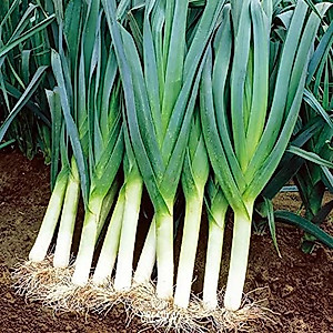 250 Carentan Leek Seeds for Planting Old European Heirloom Onion. Non GMO 0.8 Grams Garden Vegetable Bulk Survival