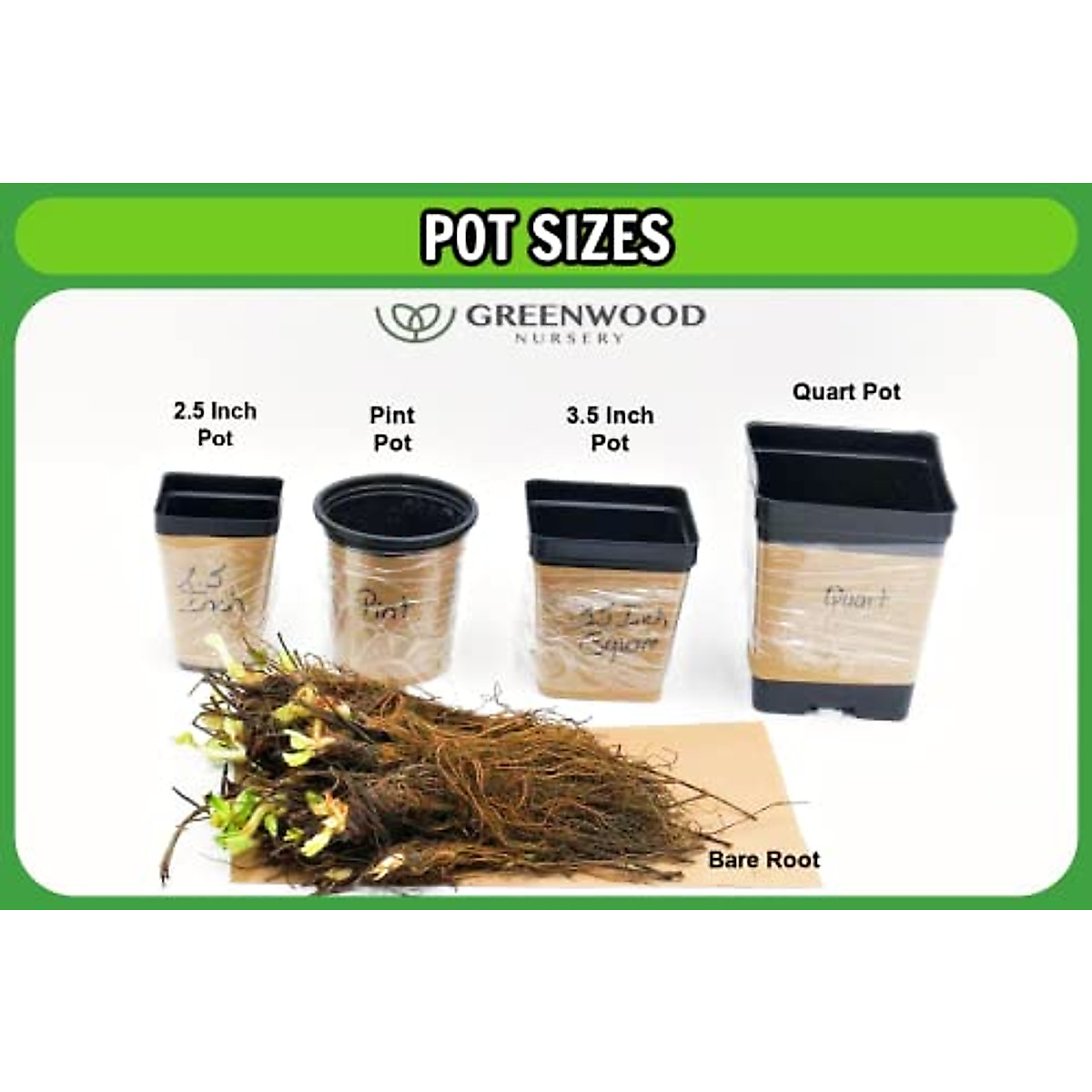 Greenwood Nursery/Live Trees - Green Giant Arborvitae Tree + Thuja Standishii X Plicata - [Qty: 20x 2.5" Pots] - (Click for More Options/Quantities)