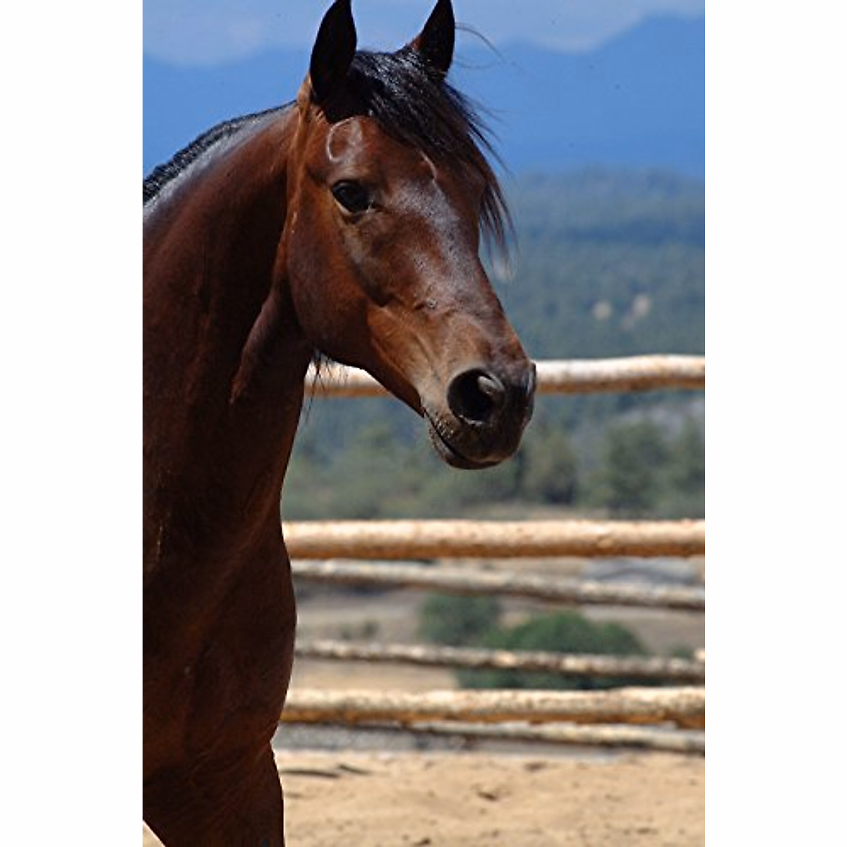 WAHL Equine Grooming Stiff Body Brush, Horse Brushes, Equine Grooming Tools, Brushes for Ponies and Horses, Brush for Bodies, Gentle Bristle Brush, Stiff Bristles, Equine Care