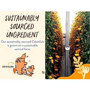 Babo Botanicals Moisturizing Oat & Calendula 2-in-1 Shampoo & Wash - For Dry or Sensitive Skin - For all ages - Lightly Scented - Vegan - 16 Fl Oz